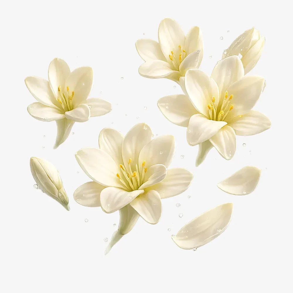 Tuberose Perfume Note - What Does Tuberose Smell Like? Floral Fragrance ...